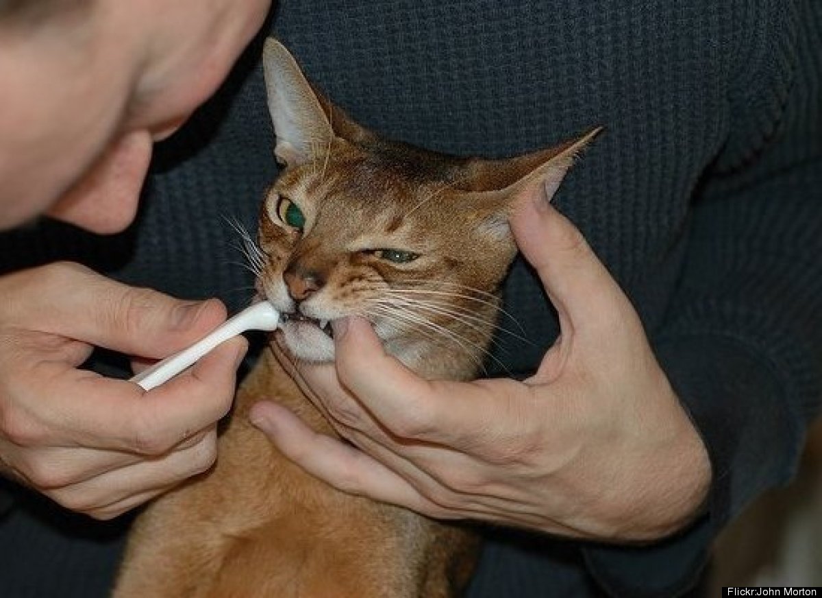 Pet Health The Most Common Medical Problems In Dogs And Cats HuffPost pet-health-the-most-common-medical-problems-in-dogs-and-cats-huffpost