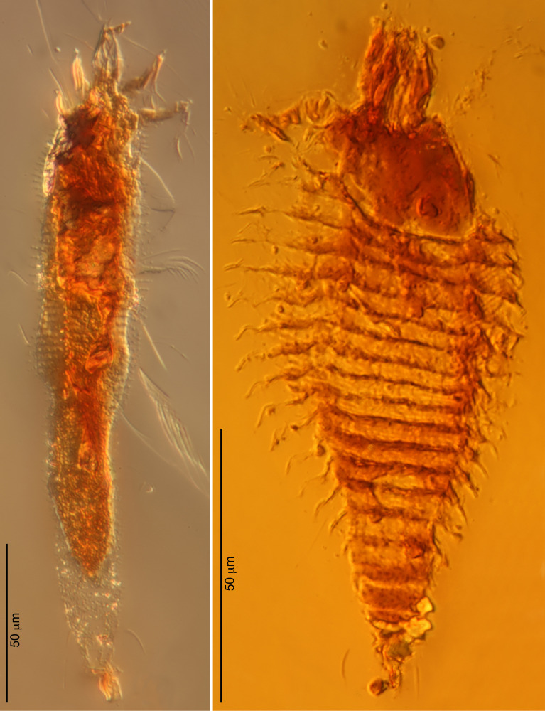 Insect Sex Froghopper Fossil Unearthed In China Shows Prehistoric Bugs