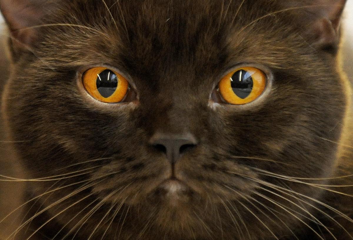 Popular Cat Names The Trendiest Monikers For Your Pet Kitten HuffPost Popular Cat Names The Trendiest Monikers For Your Pet Kitten HuffPost