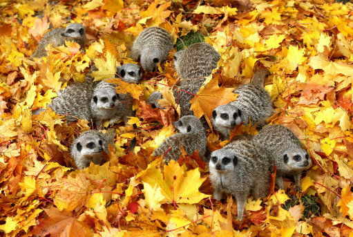 23 Animals Doing Autumn Right | HuffPost UK