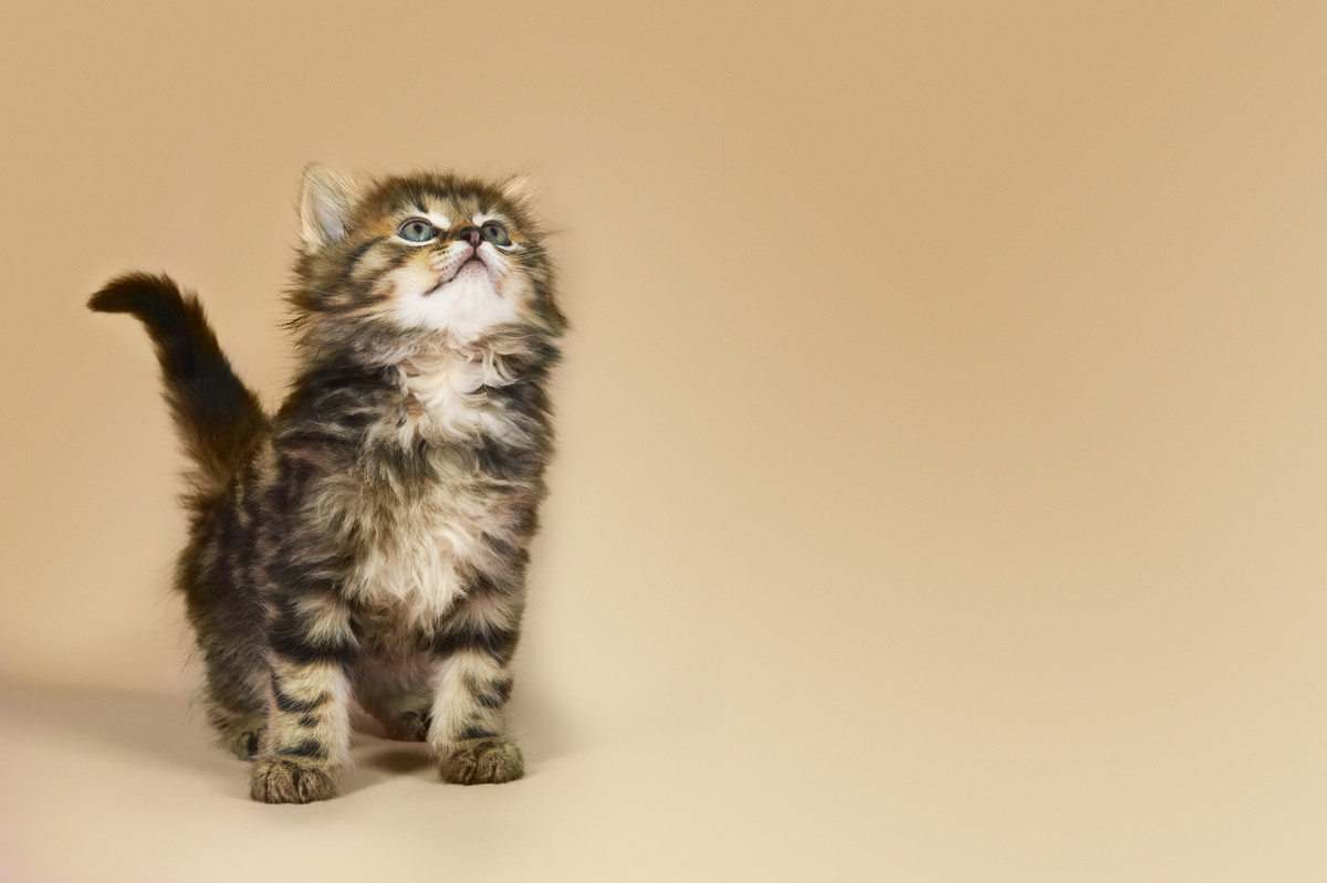 The Top Ten Cat Names Of 2013 PHOTOS HuffPost