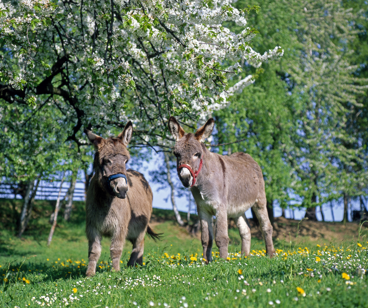 24 Animals Enjoying Spring Weather.. Just Like Us