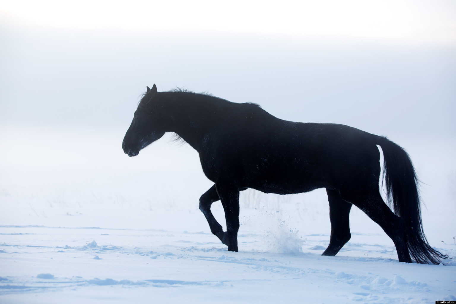 Horse Burger Or Halal HuffPost UK