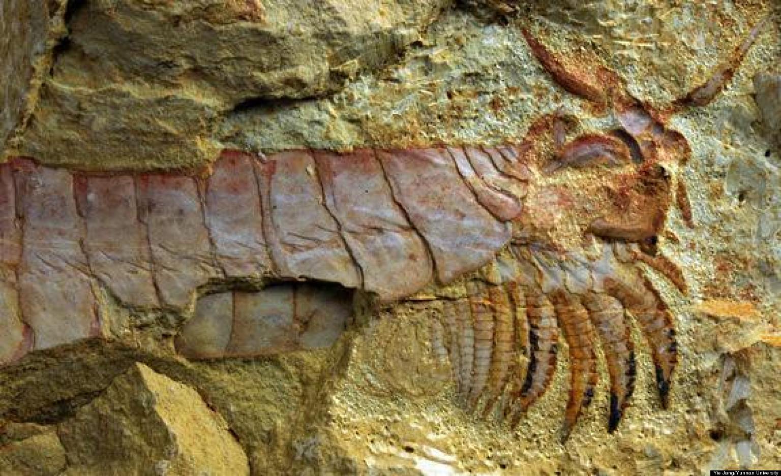 Arthropod Fossils Show Limbs Of Fuxhianhuiid 520 Million Year Old Arthropod Fossils Show Limbs Of Fuxhianhuiid 520 Million Year Old