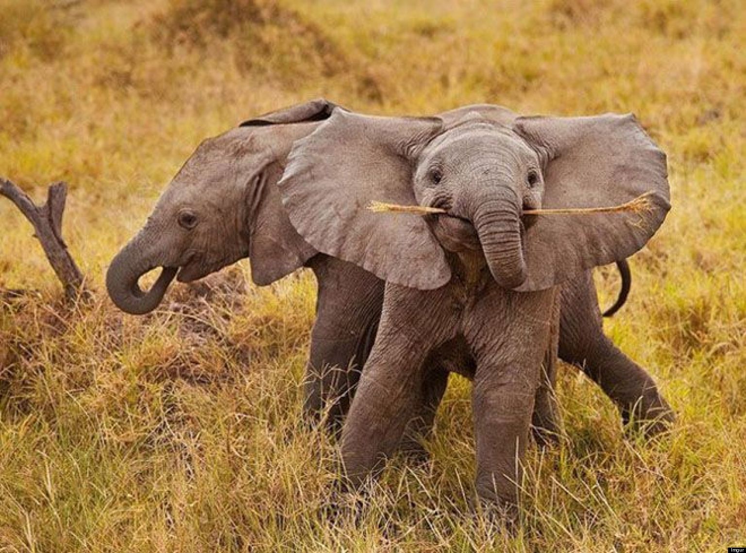 Smiling Baby Elephant Is The Cutest PHOTO HuffPost
