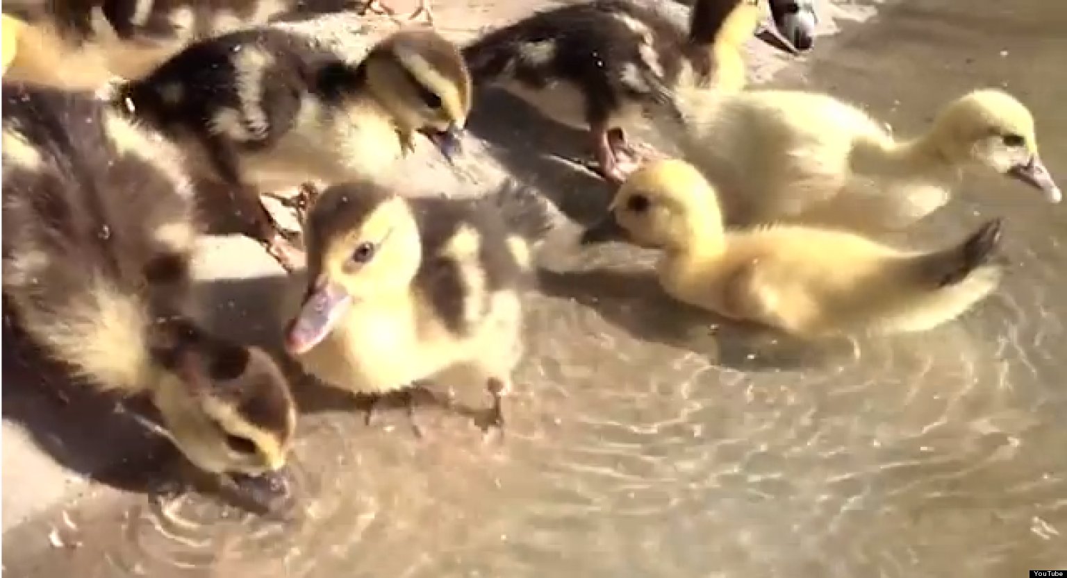 True Facts About The Duck They Have Corkscrew Penises Enough Said Video Huffpost