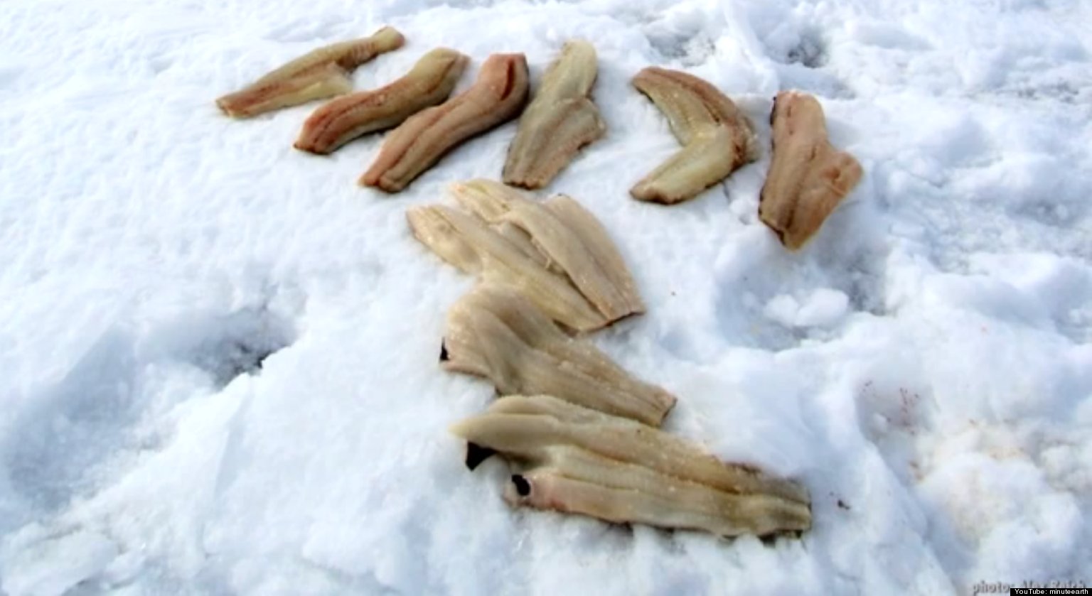 Frozen Food History Revealed By MinuteEarth (VIDEO) | HuffPost Frozen Food History Revealed By MinuteEarth (VIDEO) | HuffPost