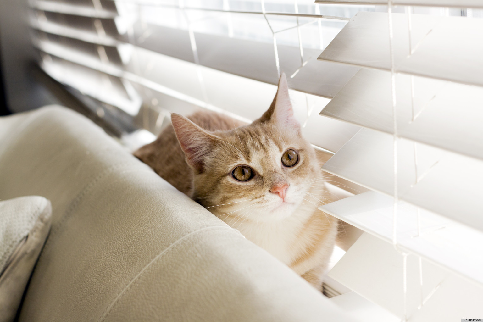 Cat Friendly Decor Or How To Fool Everyone Into Thinking That You Don