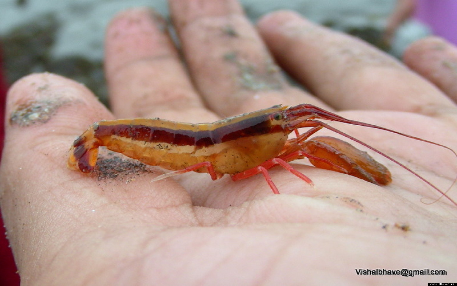 Pistol Shrimp VIDEO Gives Slo-Mo Look At Fast-Closing Claw | HuffPost