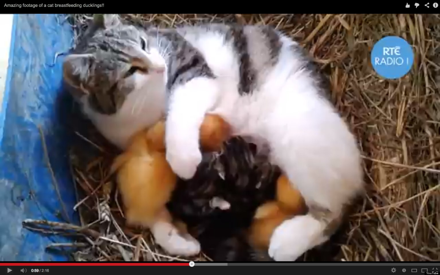 How To Make A Cat Nurse Her Kittens at Jimmy Ashman blog