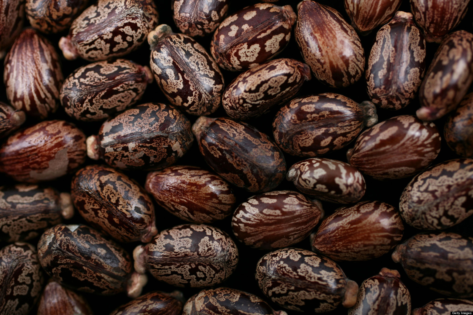 Ricin Castor Bean Lectin Lectin Castor Bean Lectin Ricinus