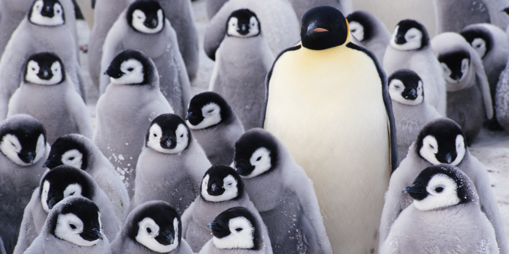 Top 10 Best Animal Dads at Carroll Zabala blog