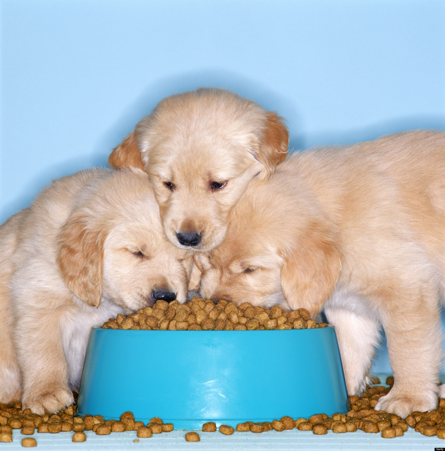 How Big Is Your Pet s Food Bowl HuffPost How Big Is Your Pet s Food Bowl HuffPost
