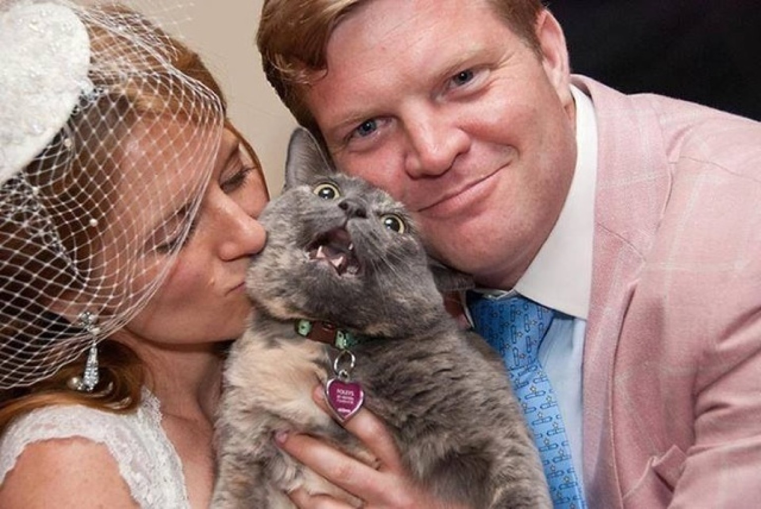 Cat Wedding Photo Features A Major Feline Meltdown HuffPost Cat Wedding Photo Features A Major Feline Meltdown HuffPost