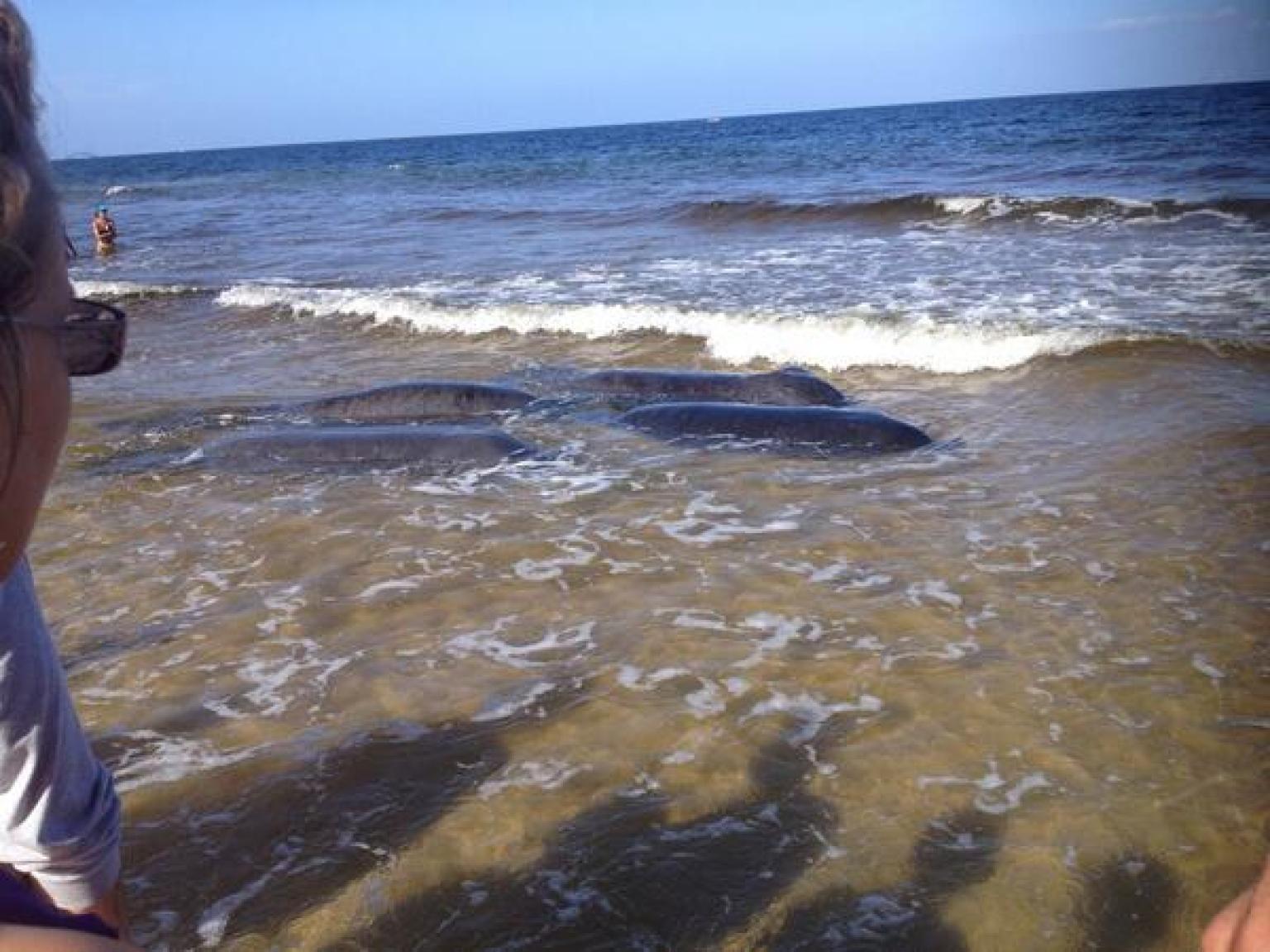 Mating Manatees Beach Themselves On Florida Beach Video Photos Huffpost