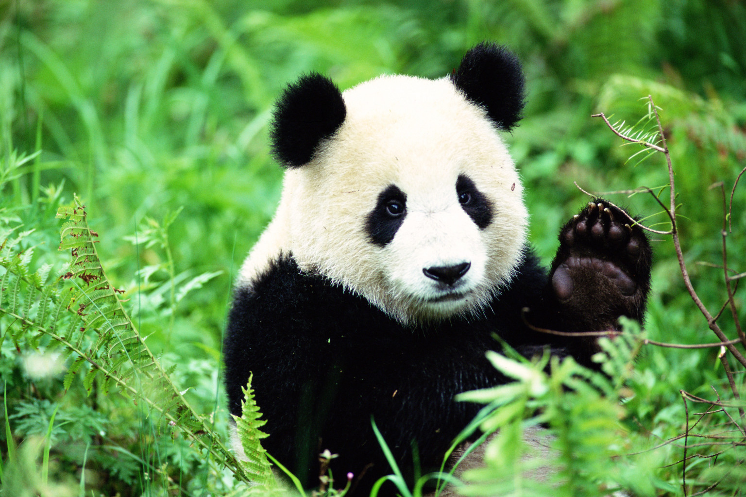 Deux Pandas G ants S ment Le Trouble En Belgique Deux Pandas G ants S ment Le Trouble En Belgique