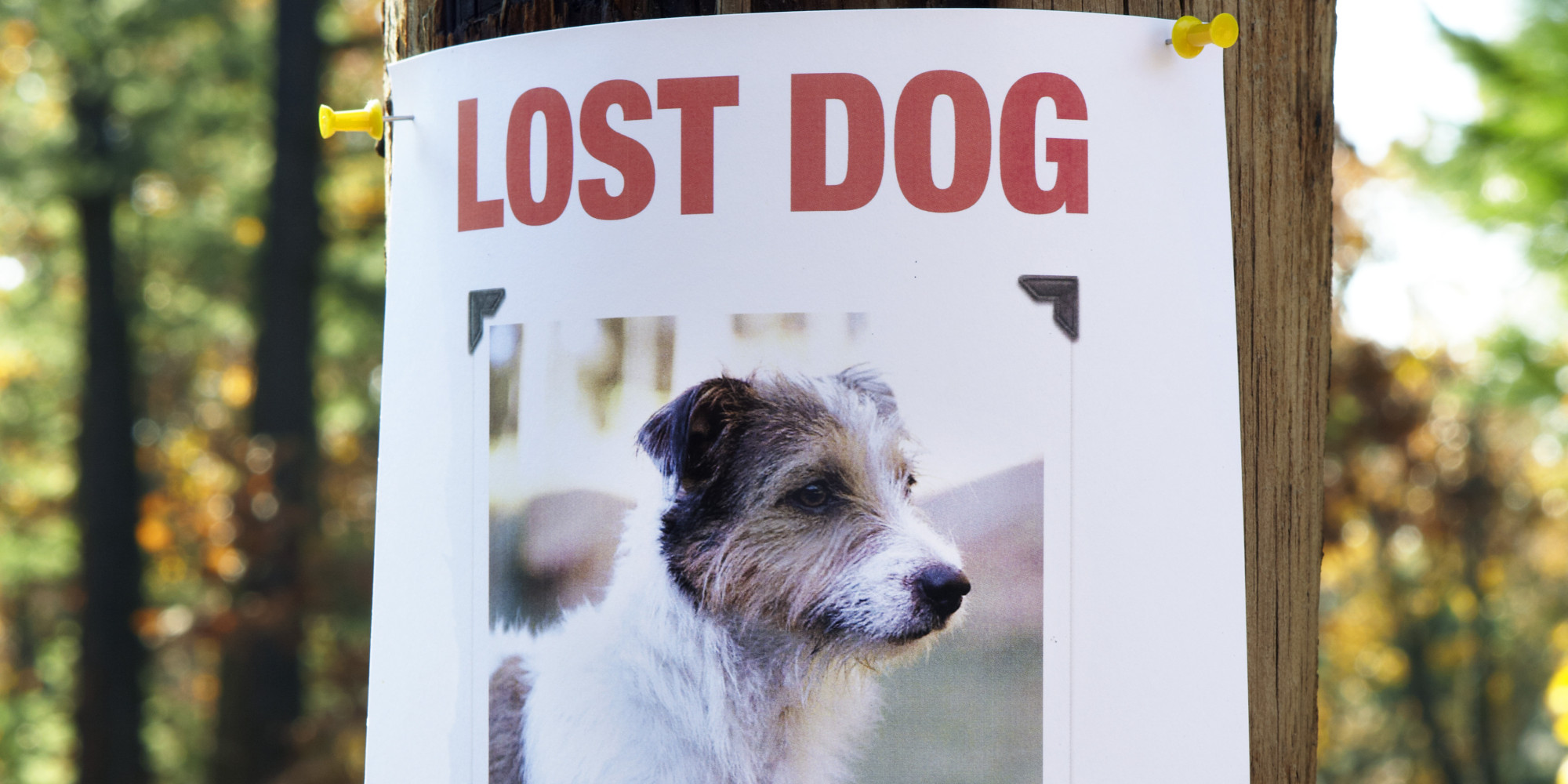 How To Find A Lost Dog Things You Haven t Considered Nicole Wilde