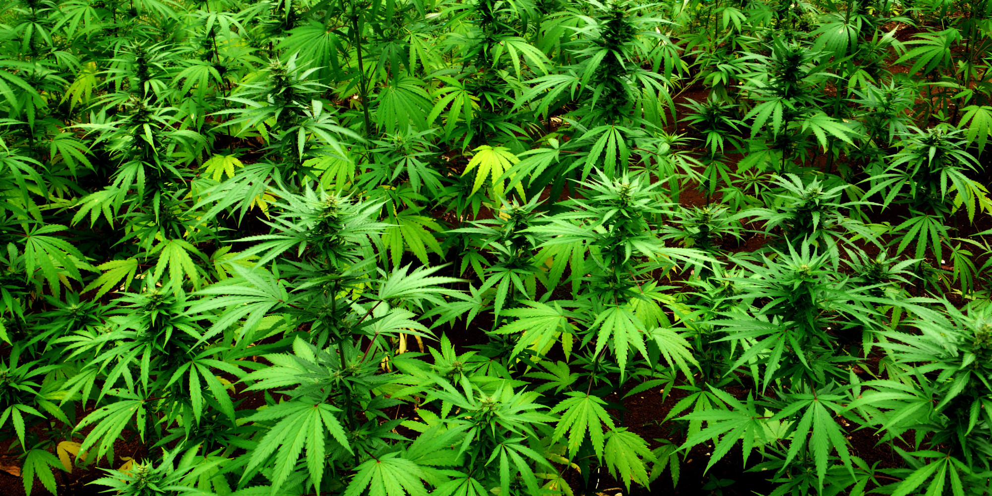 This Is Why Marijuana Should Be Legal Everywhere HuffPost