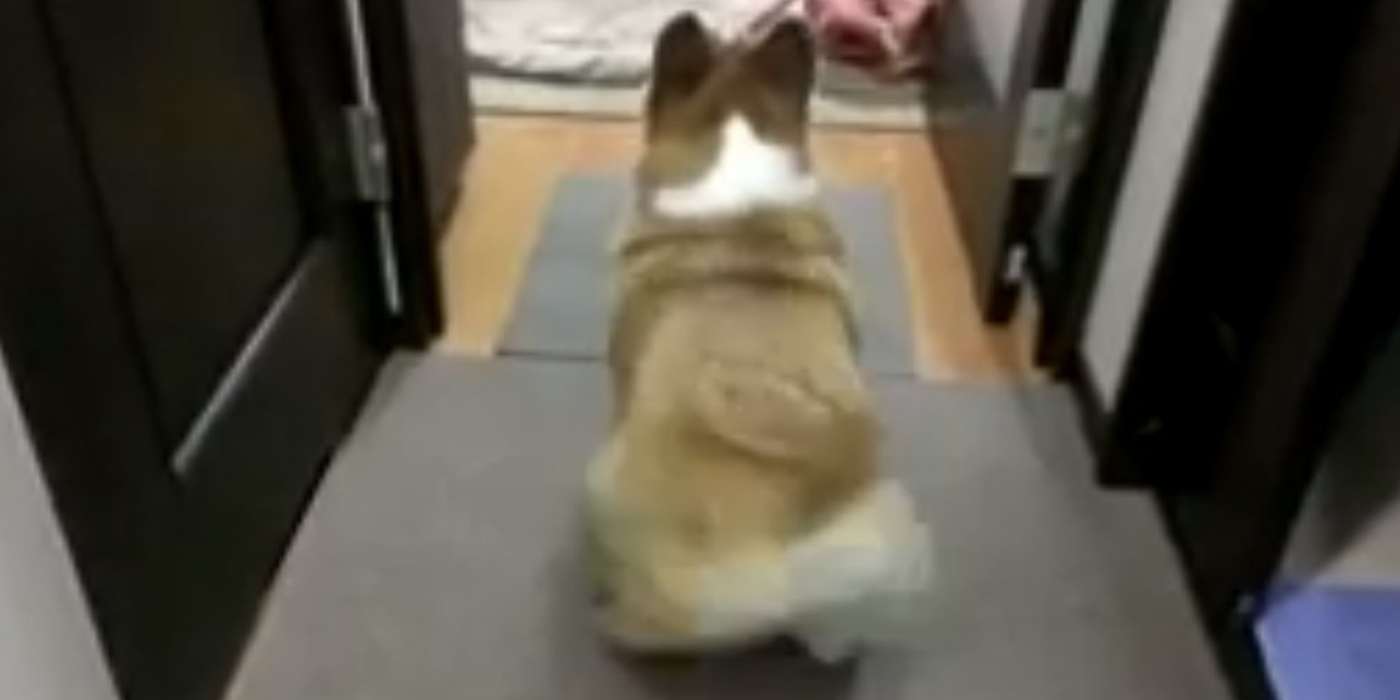 Twerking Corgi (VIDEO) | HuffPost UK