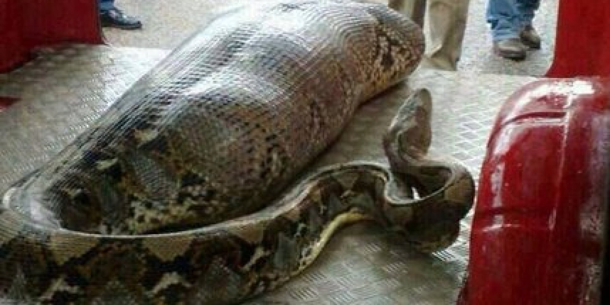 Did A Python Swallow A Drunk Man Whole In India No But It s Gone 