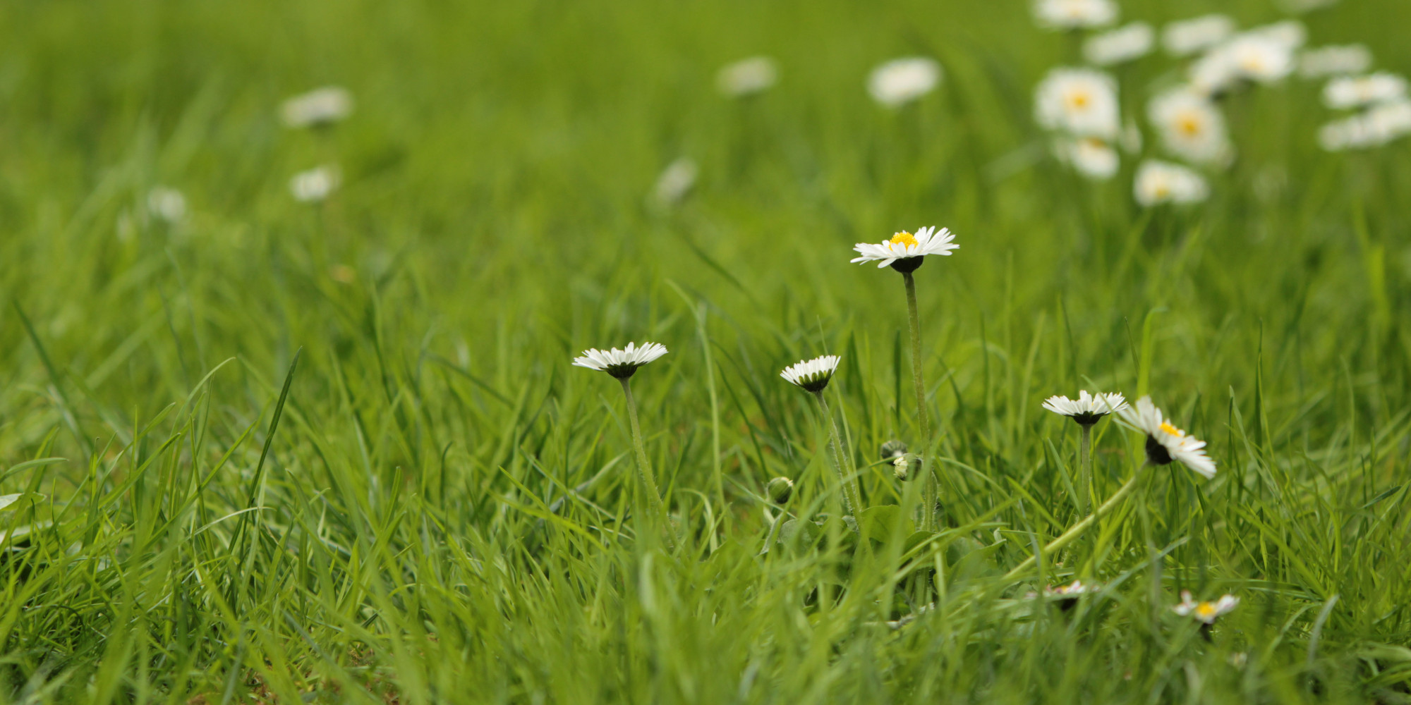 Grass Pollen Allergy Drug Grastek Is Effective Fda Panel Says