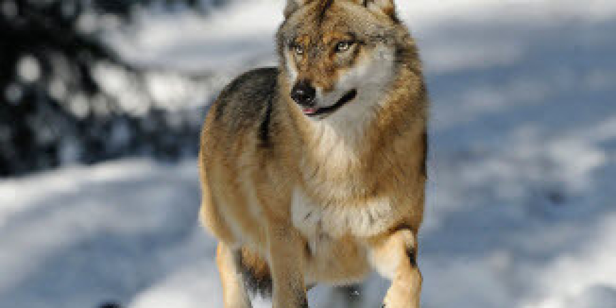 Michigan Wolves Don't Need to Die | HuffPost Michigan Wolves Don't Need to Die | HuffPost