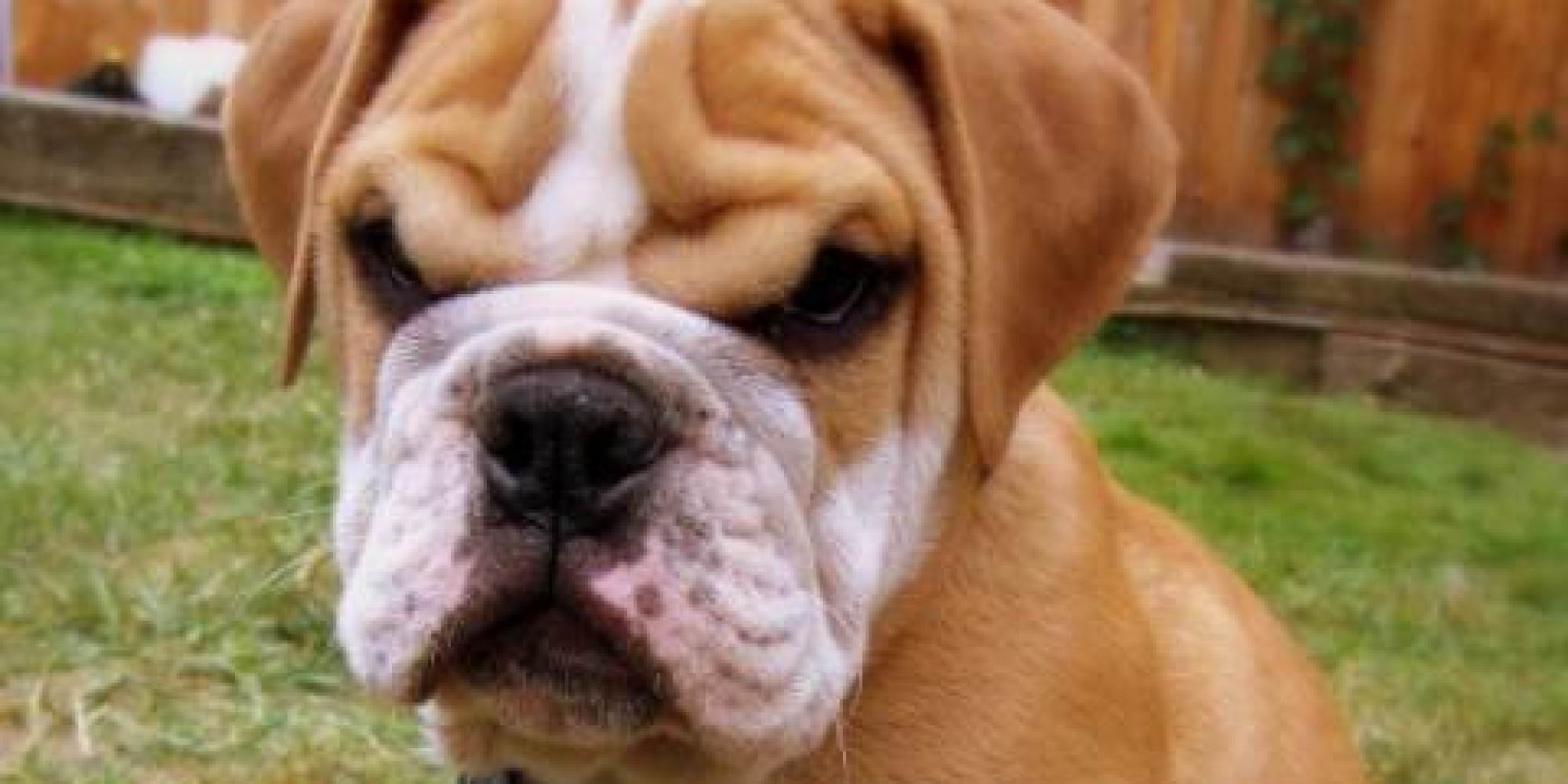These Annoyed Dogs And Cats Totally Understand Your Monday Struggles ...