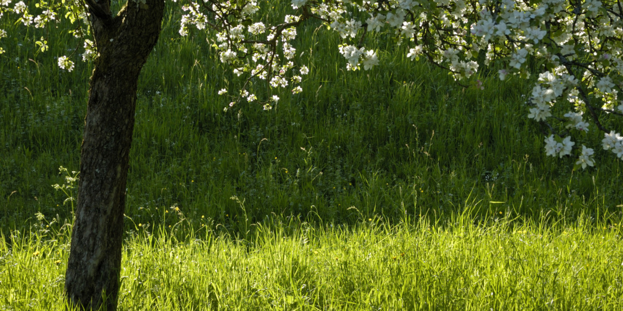 Fda Approves Grass Pollen Allergy Drug Huffpost