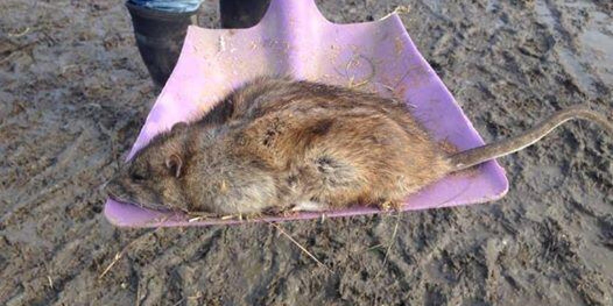 giant-rat-pictured-in-gravesend-amid-fears-mutant-rodents-are