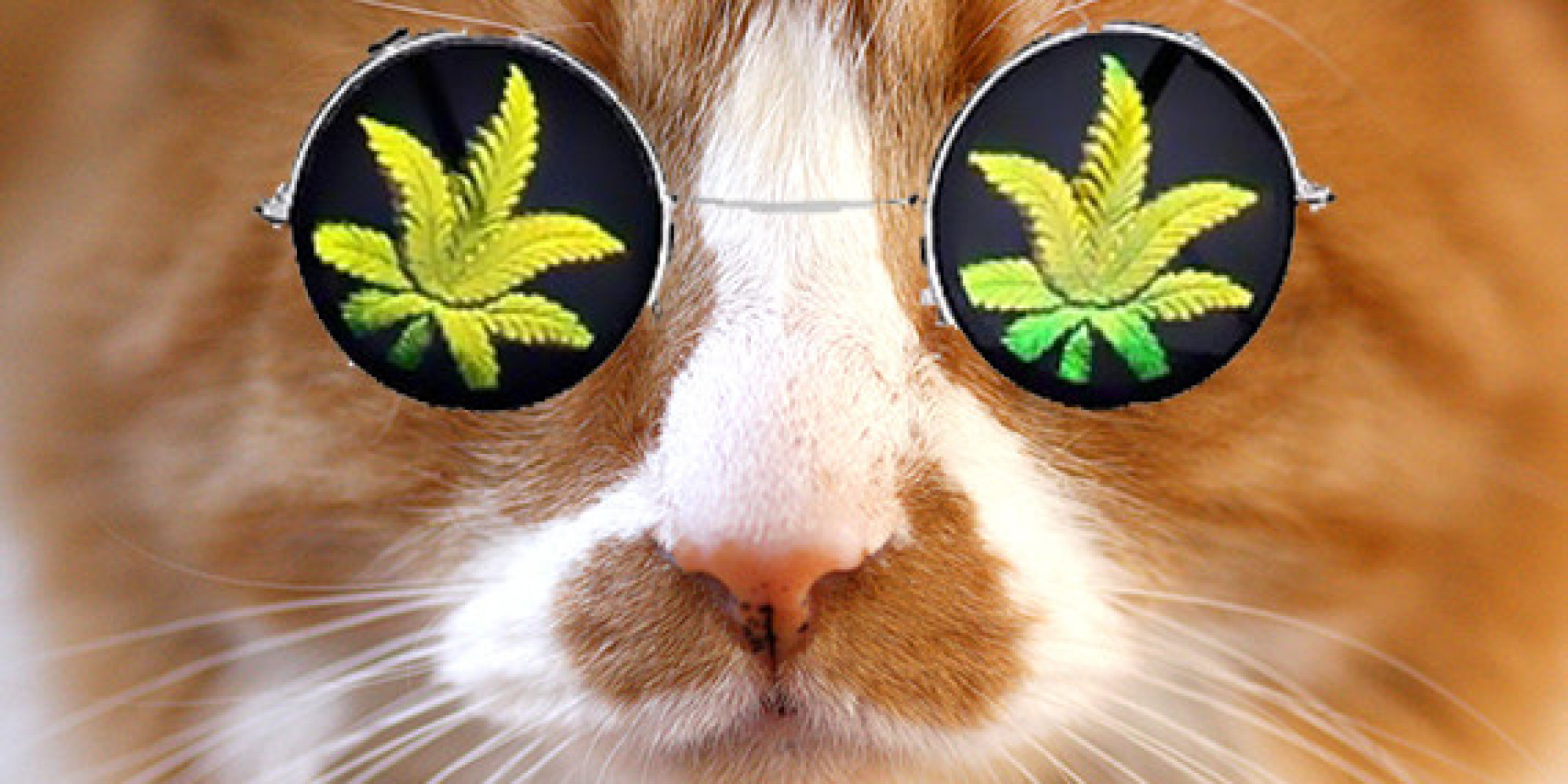 Cat Brings Home Bag Of Weed cat-brings-home-bag-of-weed