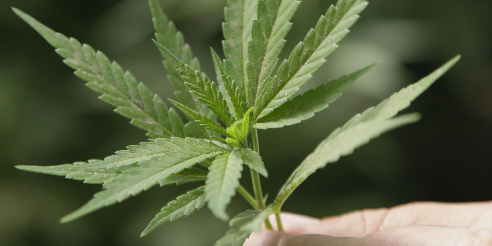 prosecutors-object-to-war-on-weed-huffpost