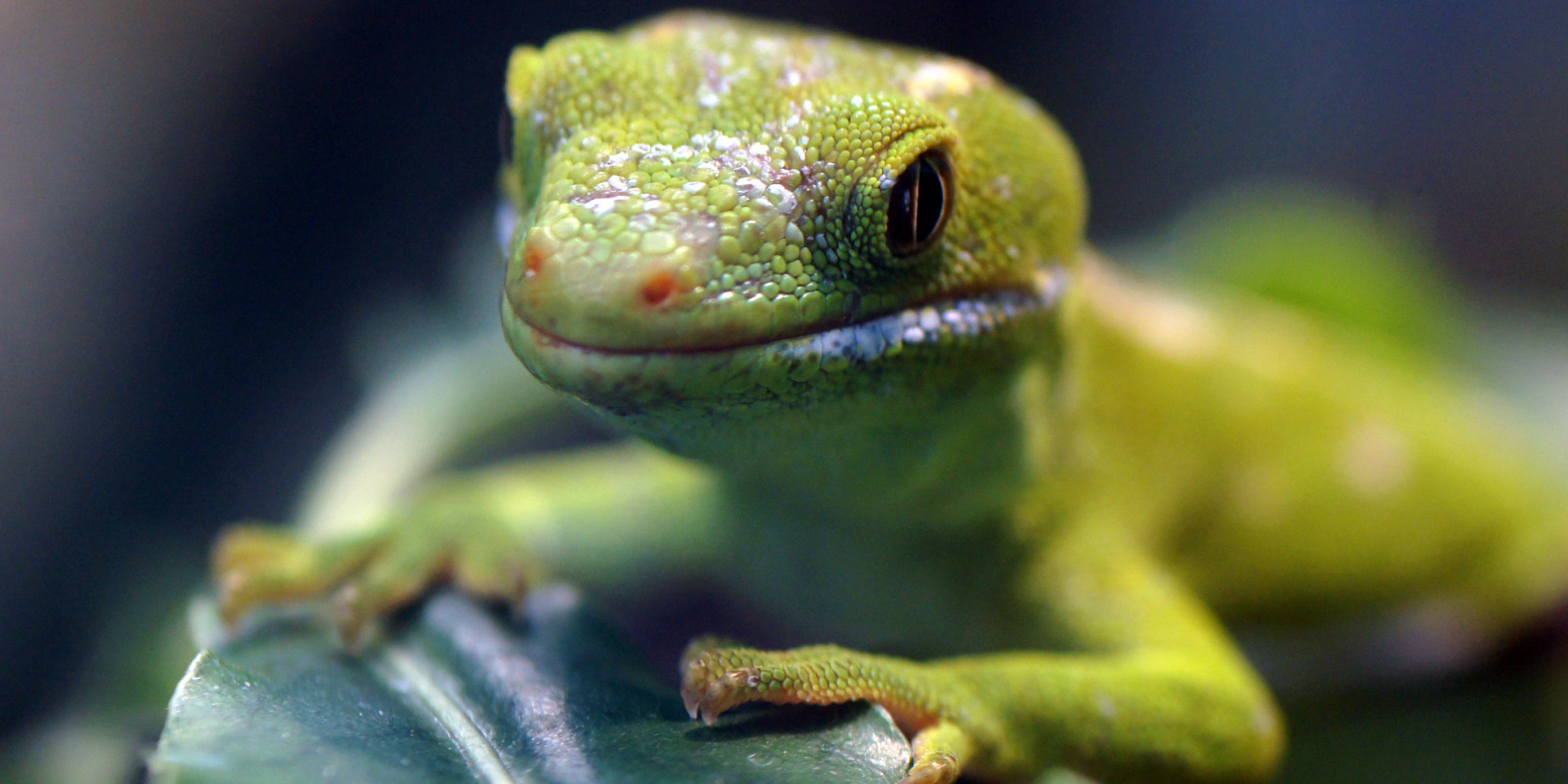 Sex Geckos Circle The Earth In Out Of Control Russian Satellite Huffpost