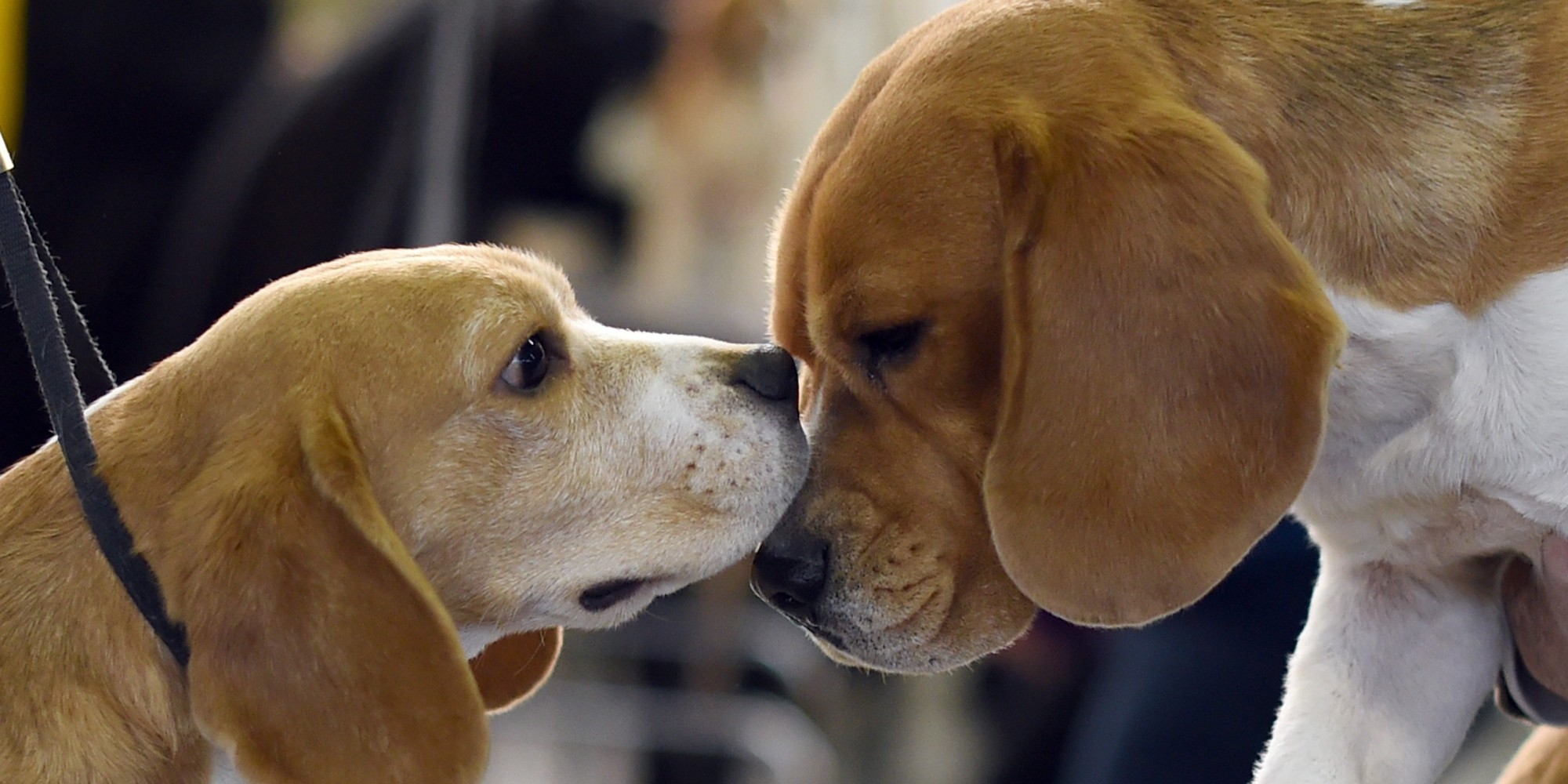 Westminster Dog Show 2015 Kicks Off In New York