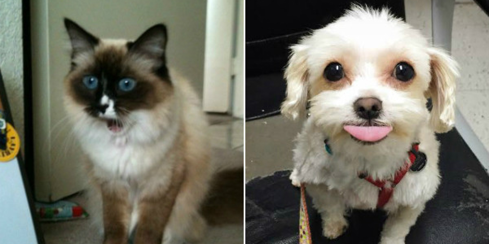 Cats Making Funny Faces