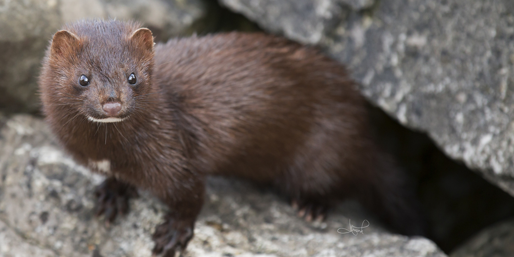 Mink Alchetron The Free Social Encyclopedia