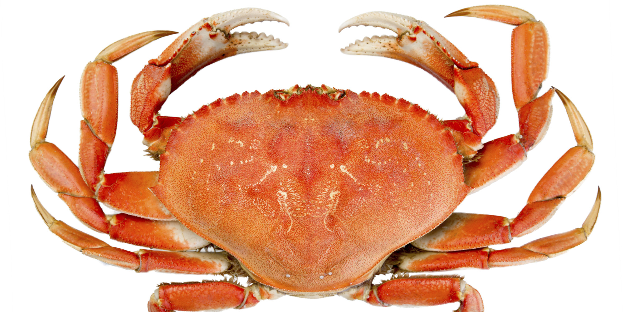 Joe s Crab Shack In Hot Water HuffPost joe-s-crab-shack-in-hot-water-huffpost