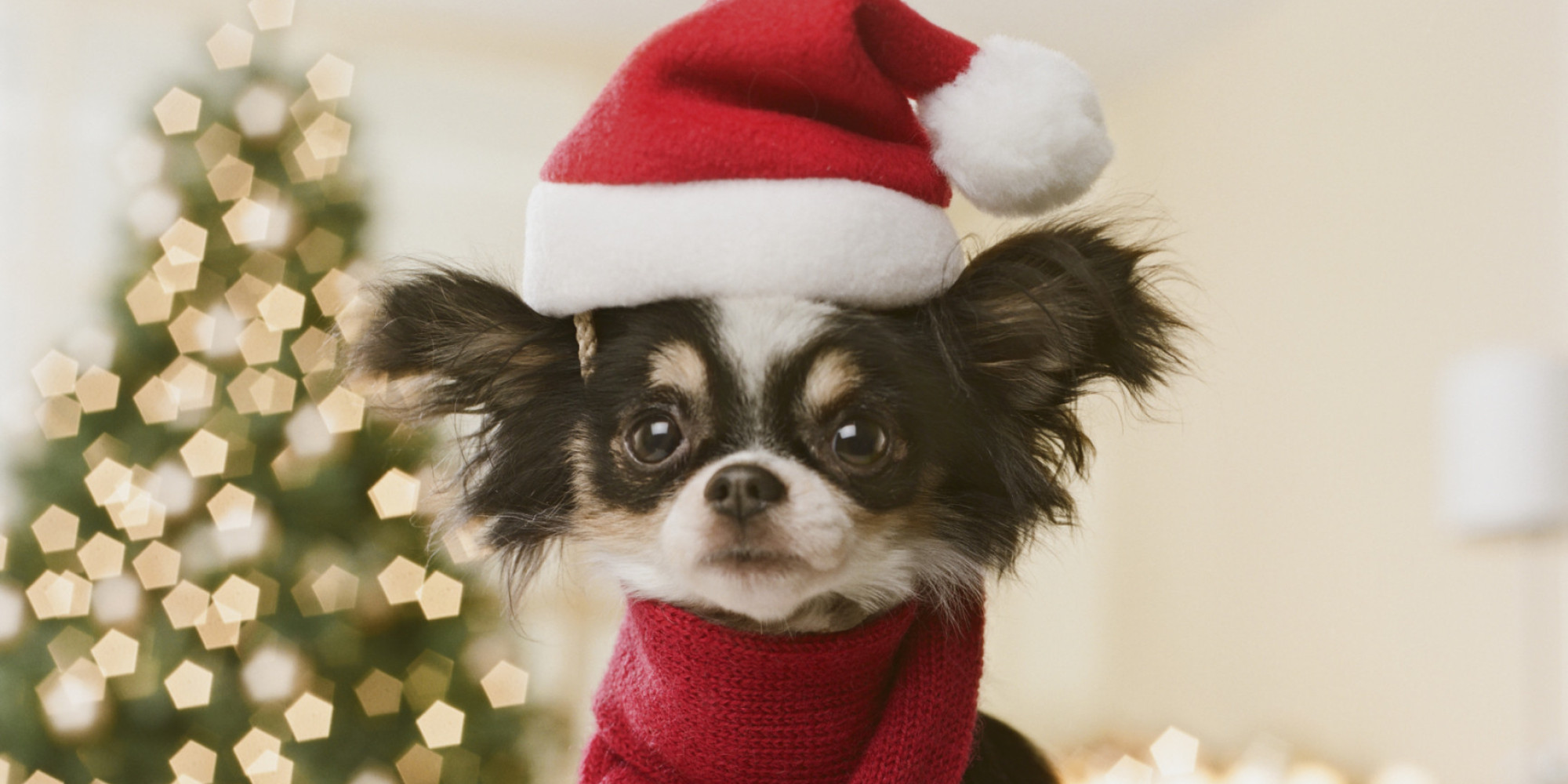Christmas Gifts For Pets Tasty Treats And Purrfect Presents For Cats