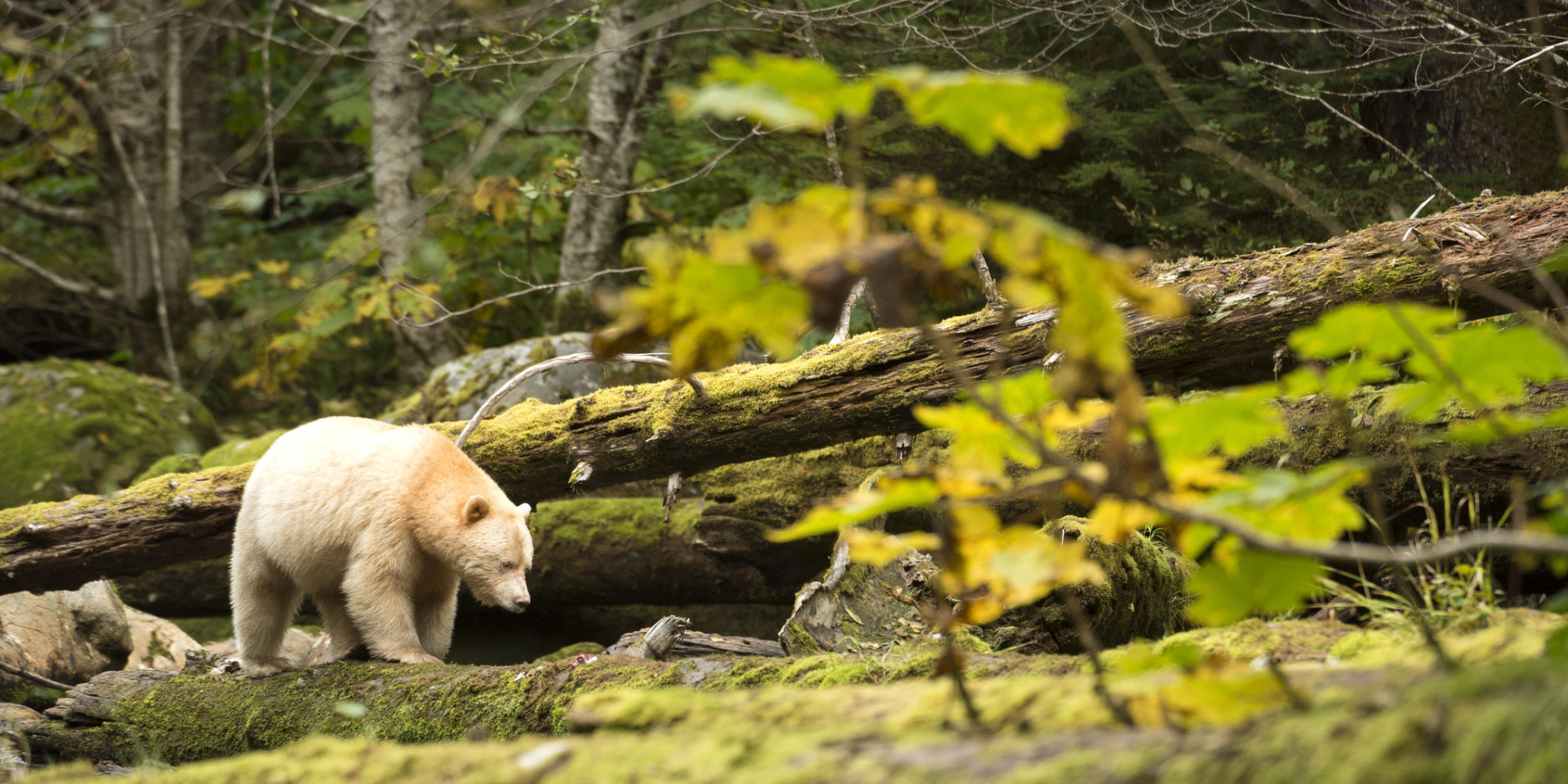 The Science Behind The Great Bear Rainforest Deal | The Nature ...