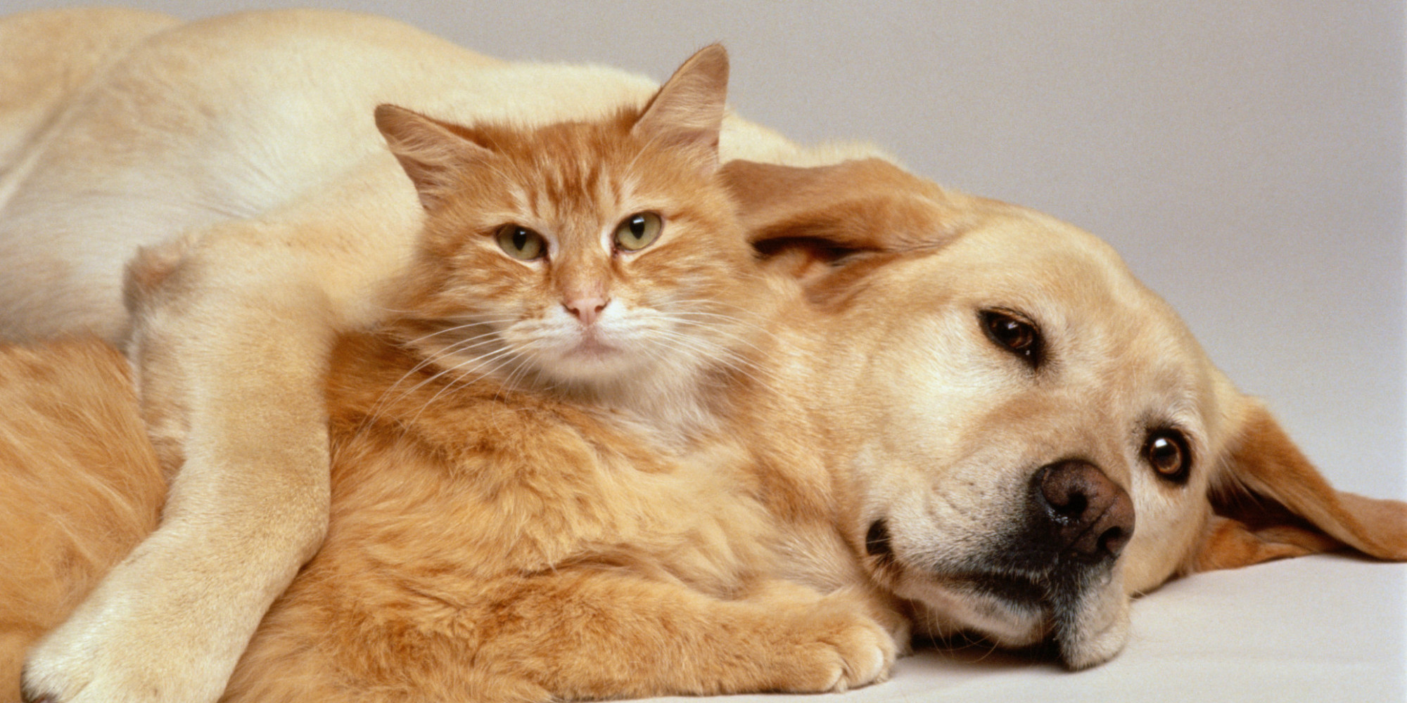 Study Finds Cat Owners To Be Complete Losers HuffPost Study Finds Cat Owners To Be Complete Losers HuffPost