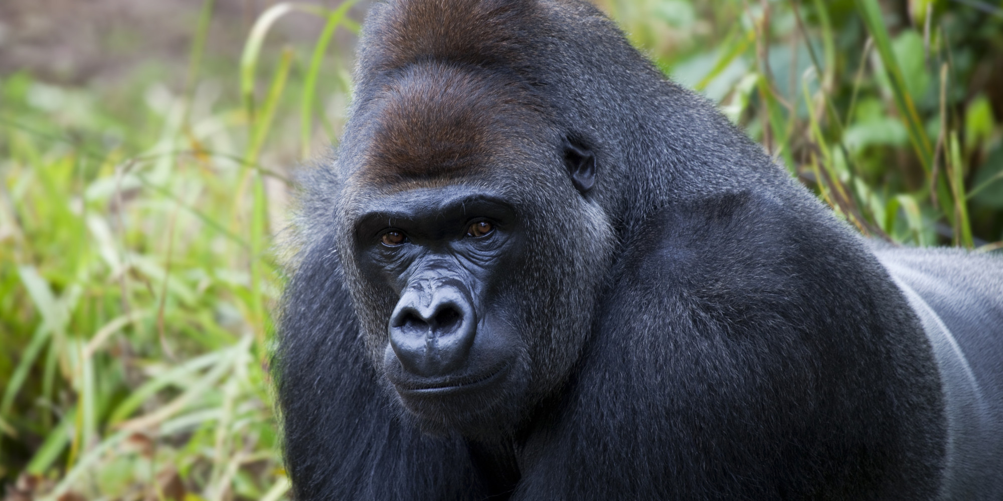 Why Does The Death Of A Gorilla Hurt Us So Much HuffPost