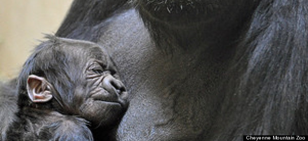 Baby Western Lowland Gorilla Born To Cheyenne Mountain Zoo (PHOTOS, VIDEO)