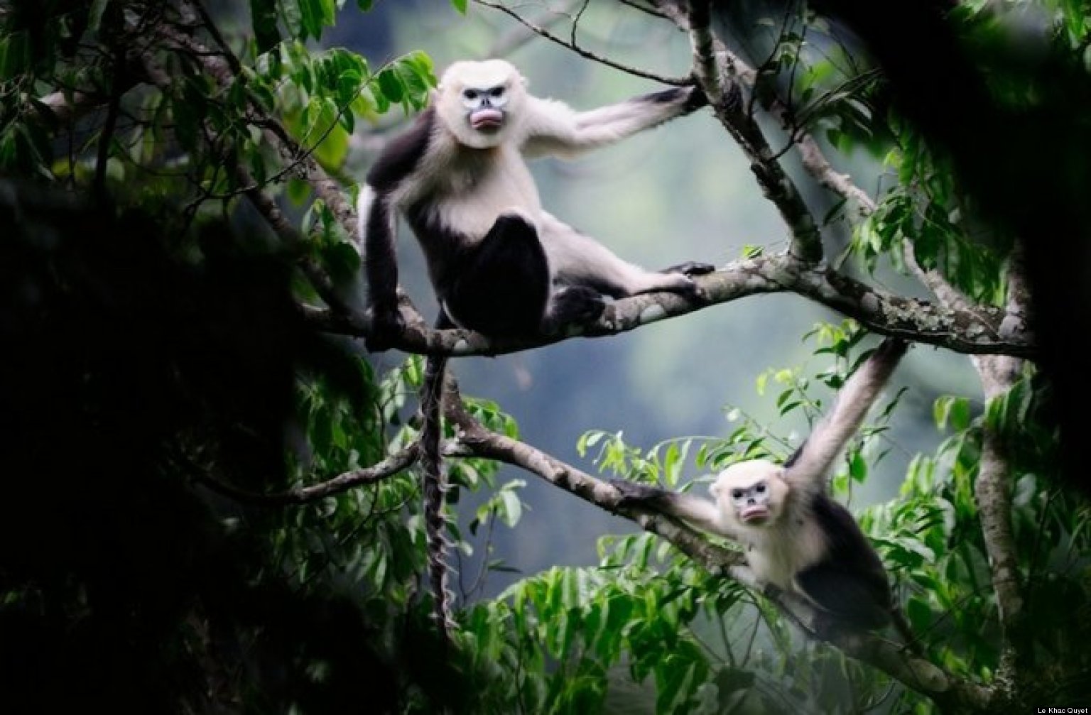 Las Imágenes De Las 100 Especies Más Amenazadas Del Mundo Fotos
