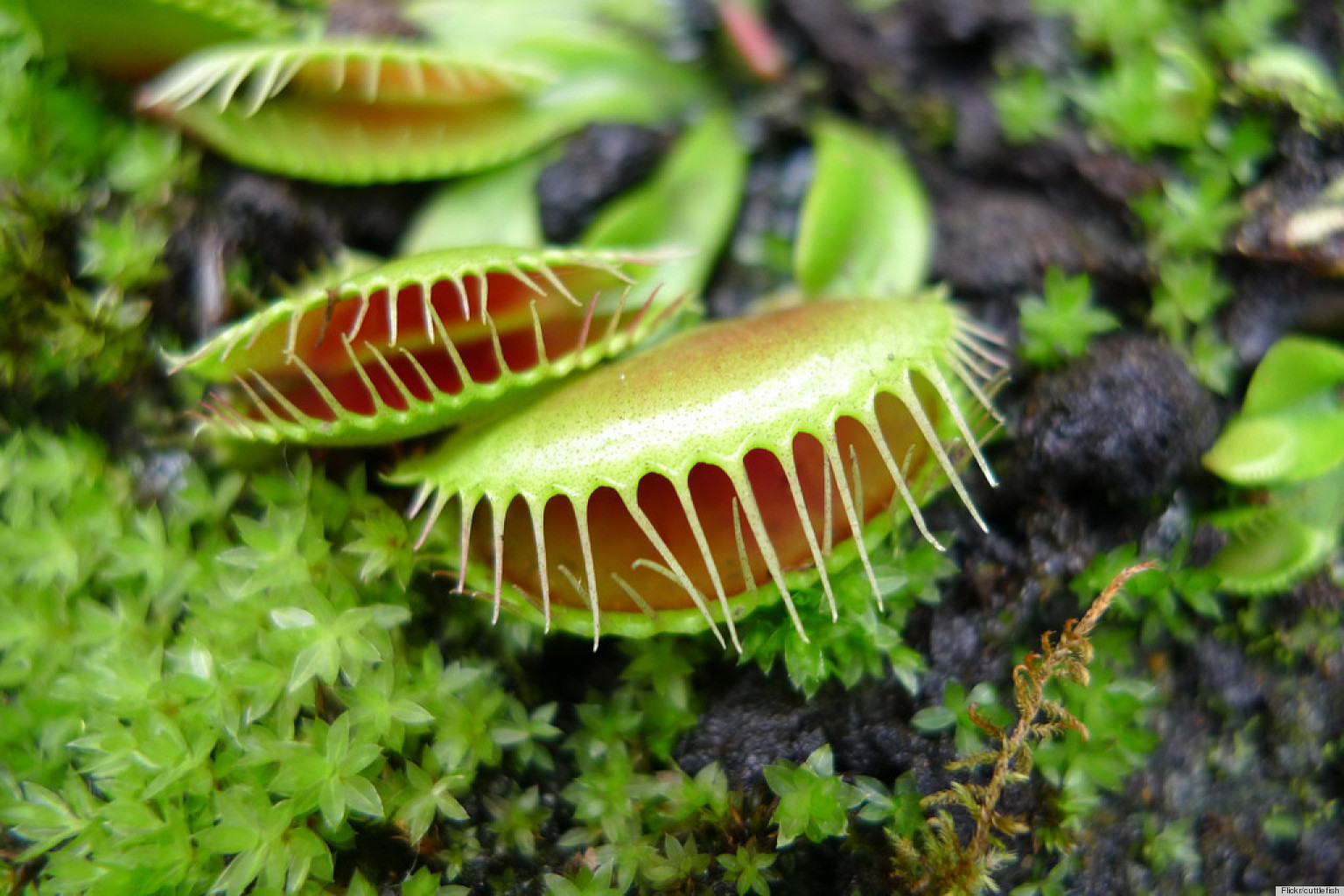 Sprout Home Plant Of The Week: Venus Flytrap | HuffPost