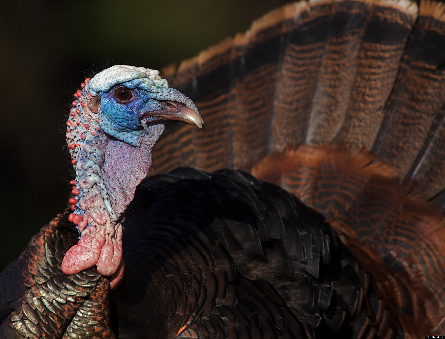 Top 10 Geeky Turkey Facts For Conversation At Thanksgiving Dinner Table HuffPost