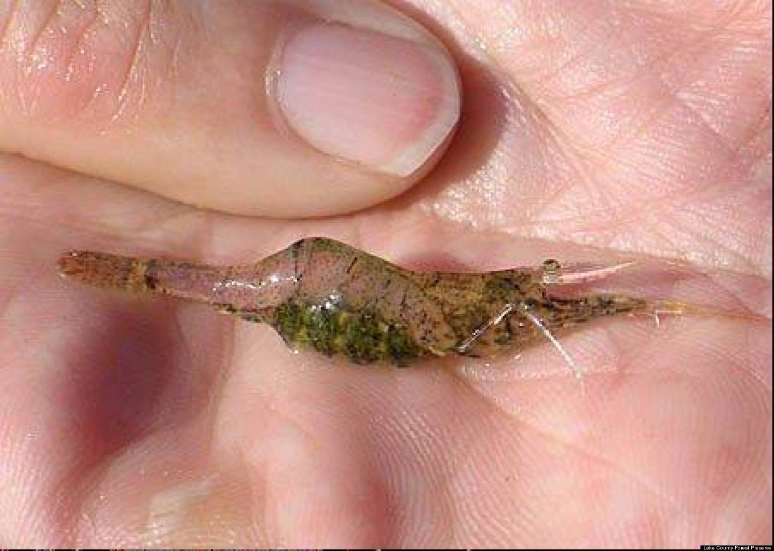 Des Plaines River Shrimp Freshwater Critters Discovered In Lake County For The First Time