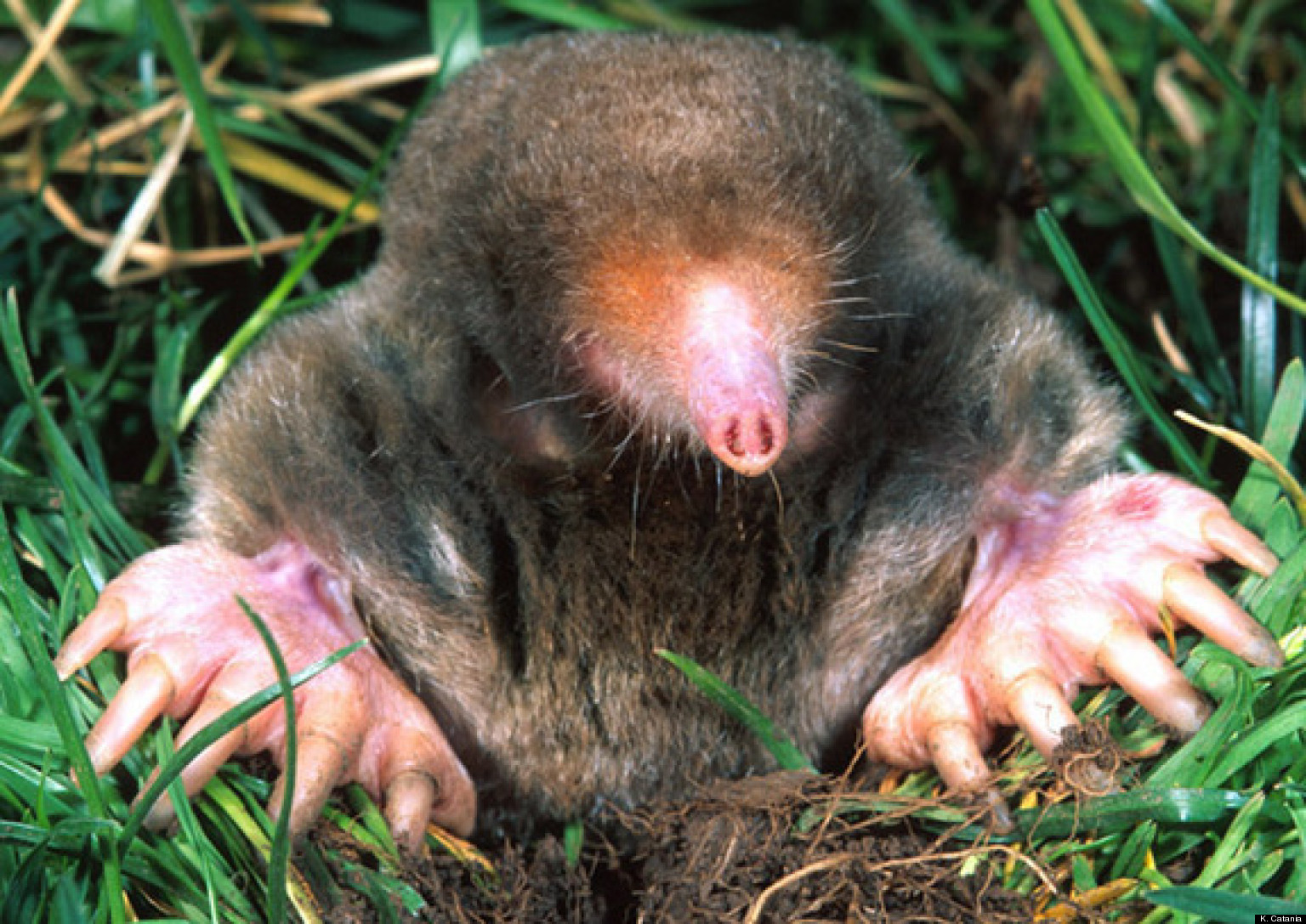 Moles Smell In Stereo To Locate Food Study Suggests HuffPost Moles Smell In Stereo To Locate Food Study Suggests HuffPost