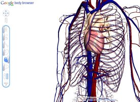 Google Body Browser: Explore The Human Anatomy In 3D (PICTURES)