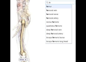 Google Body Browser: Explore The Human Anatomy In 3D (PICTURES)