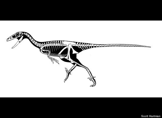 Talos Sampsoni: New Raptor Dinosaur Species Discovered In Utah (PHOTOS)