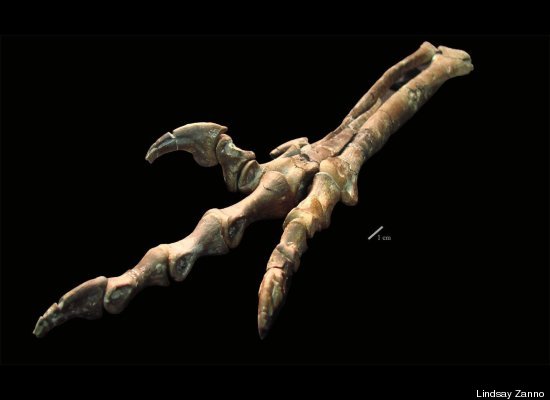 Talos Sampsoni: New Raptor Dinosaur Species Discovered In Utah (PHOTOS)